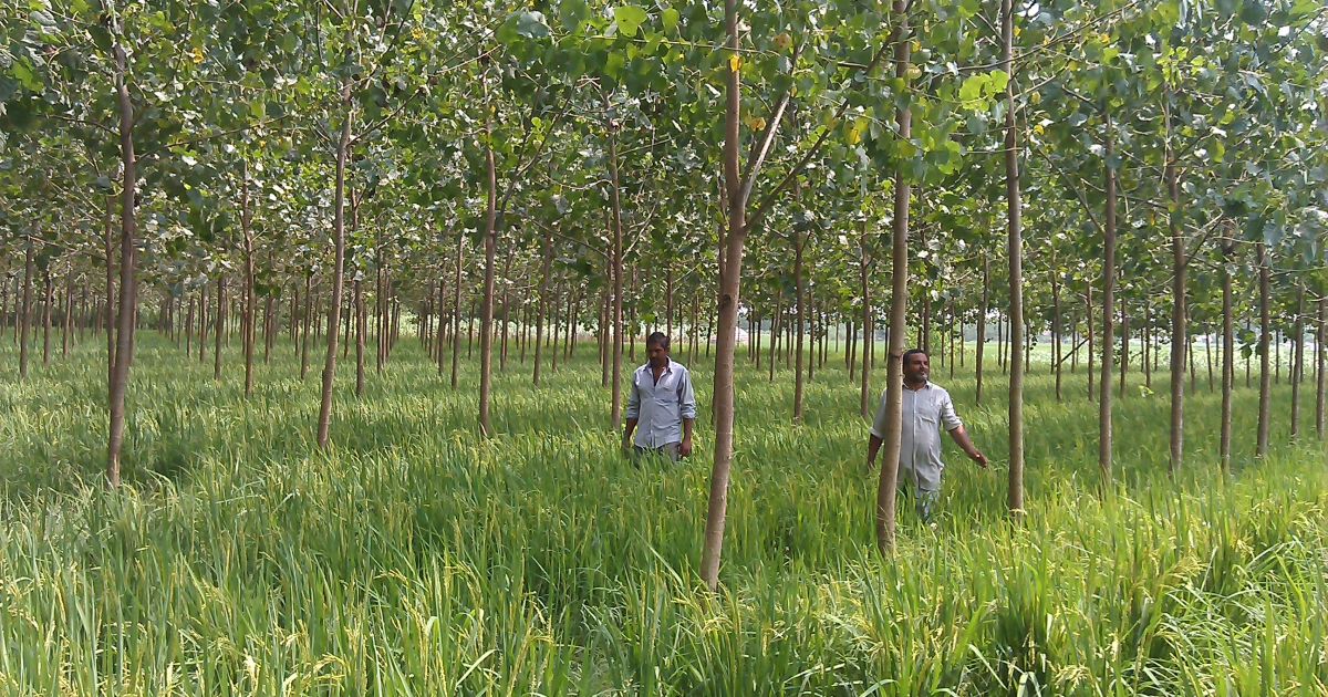 Forests, Trees, and Agroforestry: Their Roles in India's Sustainable ...